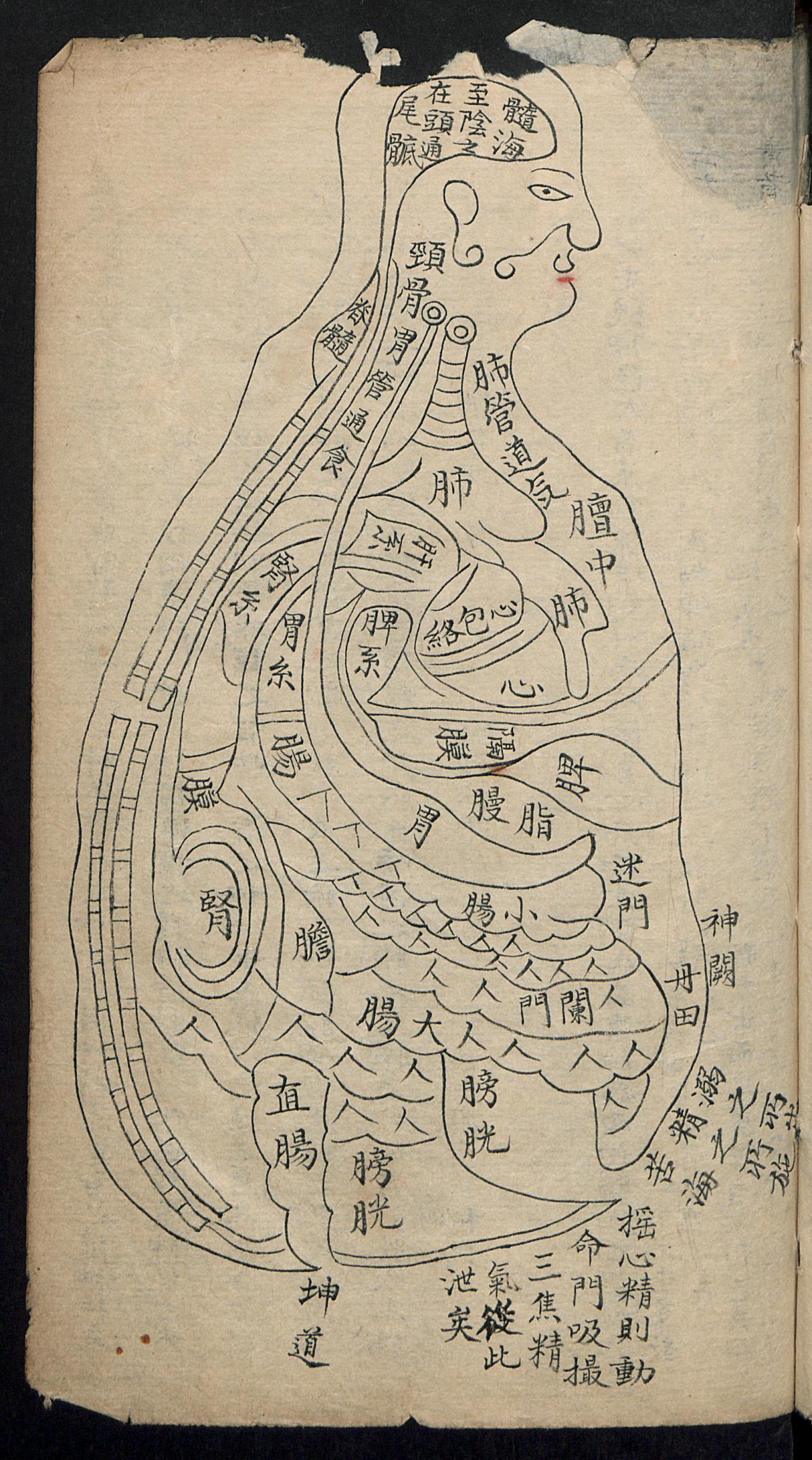 Chinese Medical Manuscripts - Unschuld Collection - Berlin State Library